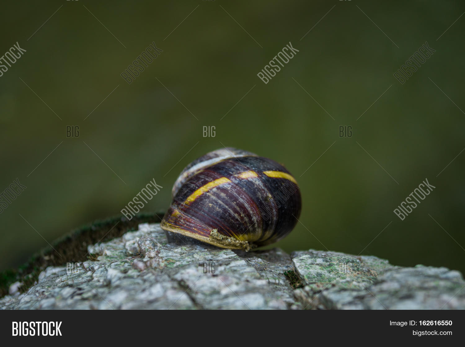 Snail. Scared Snail On Image & Photo (Free Trial) | Bigstock