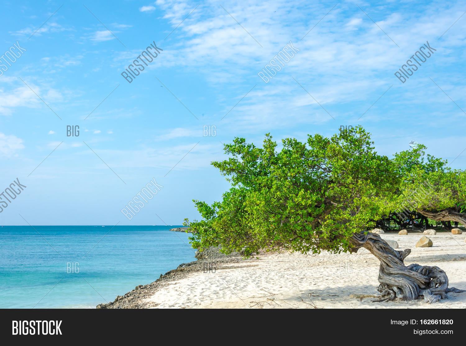 Famous Divi Divi Tree Image & Photo (Free Trial) | Bigstock