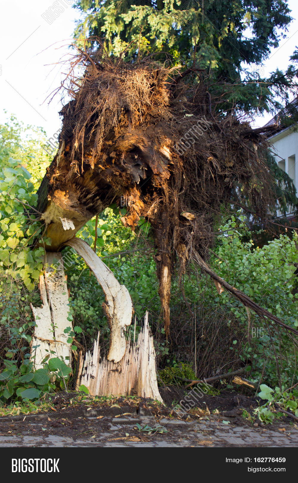 Uprooted Tree After Image & Photo (Free Trial) | Bigstock