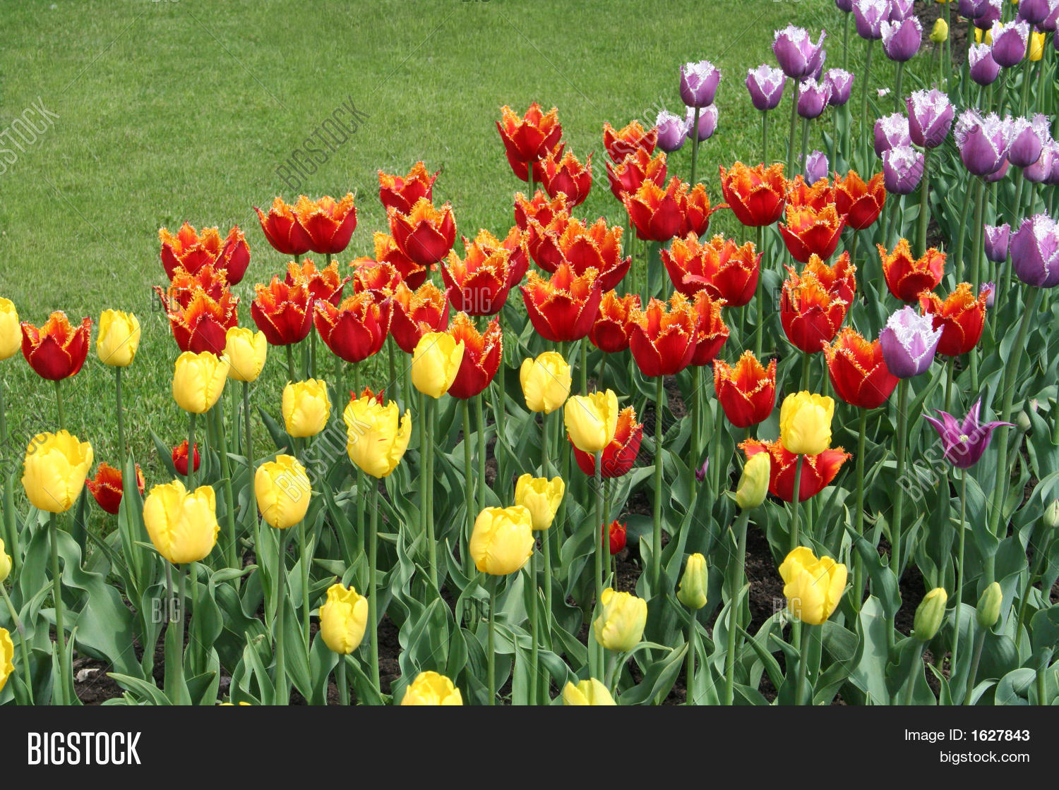 Multicolored Tulips Image & Photo (Free Trial) | Bigstock