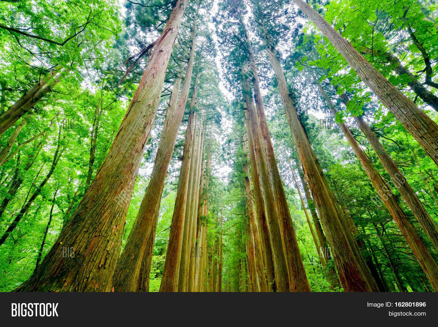 Majestic, Cedar Tree Image & Photo (Free Trial) | Bigstock