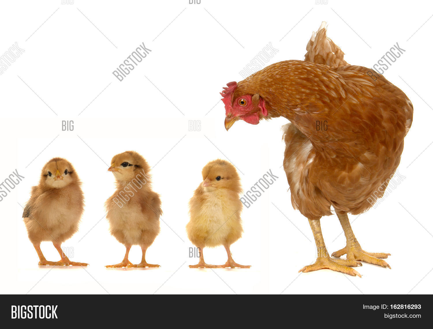 Hen Chicks Isolated On Image & Photo (Free Trial) | Bigstock