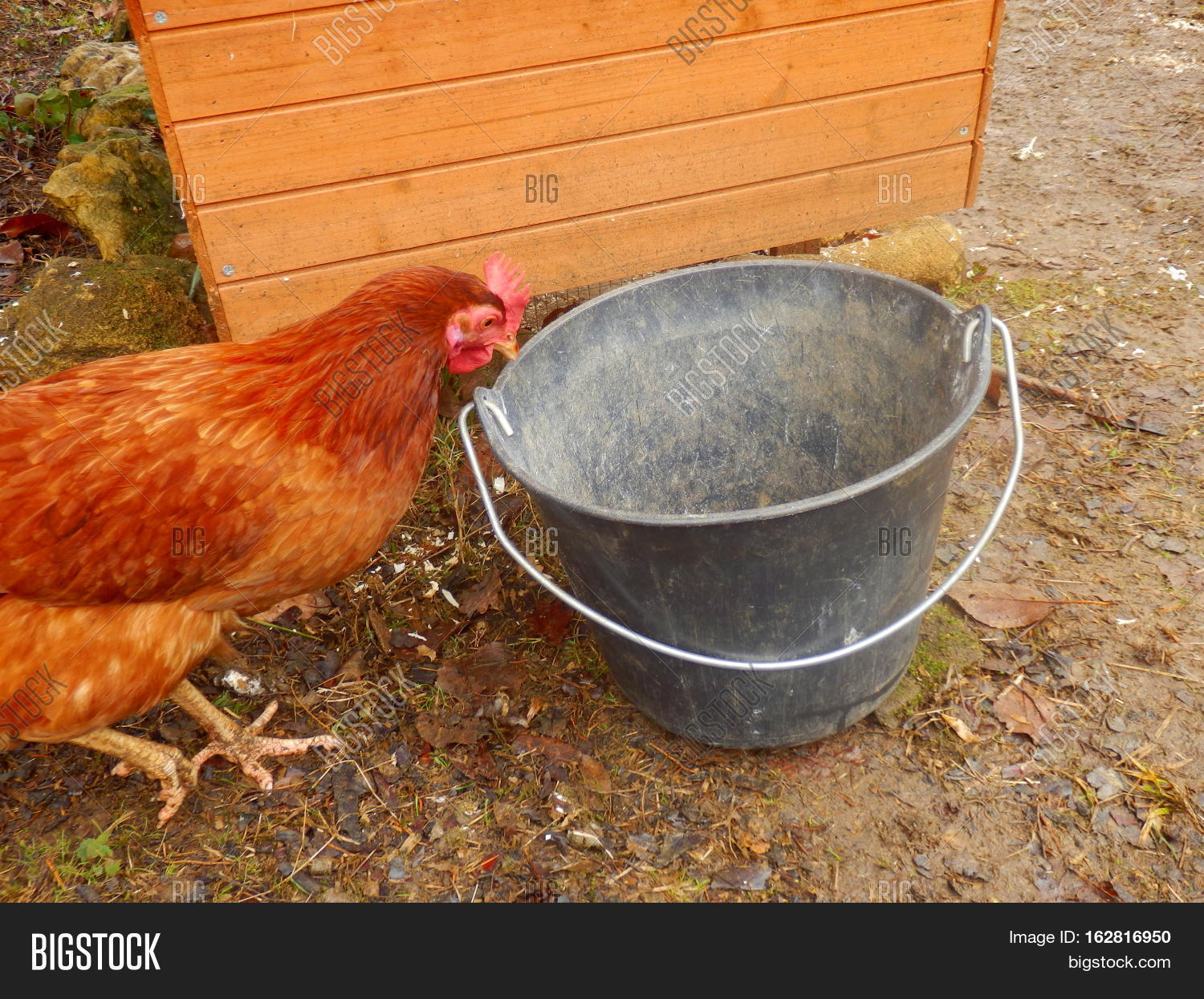 Inquisitive Chicken Image & Photo (Free Trial) | Bigstock