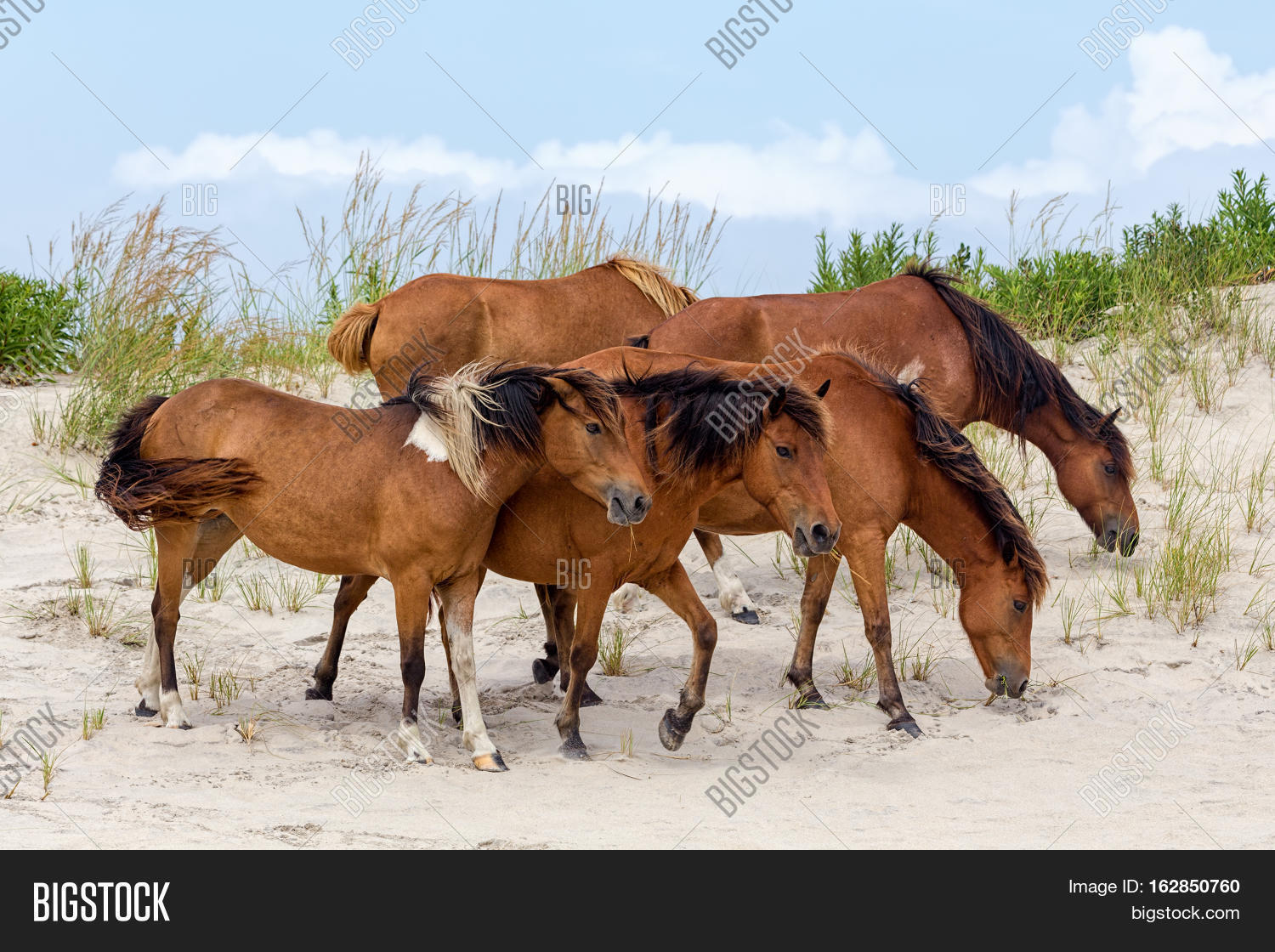 Group Wild Ponies Image & Photo (Free Trial) | Bigstock