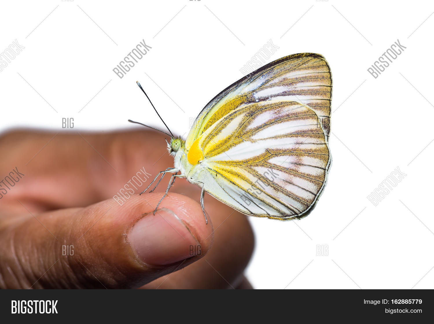 Common Gull Butterfly Image & Photo (Free Trial) | Bigstock