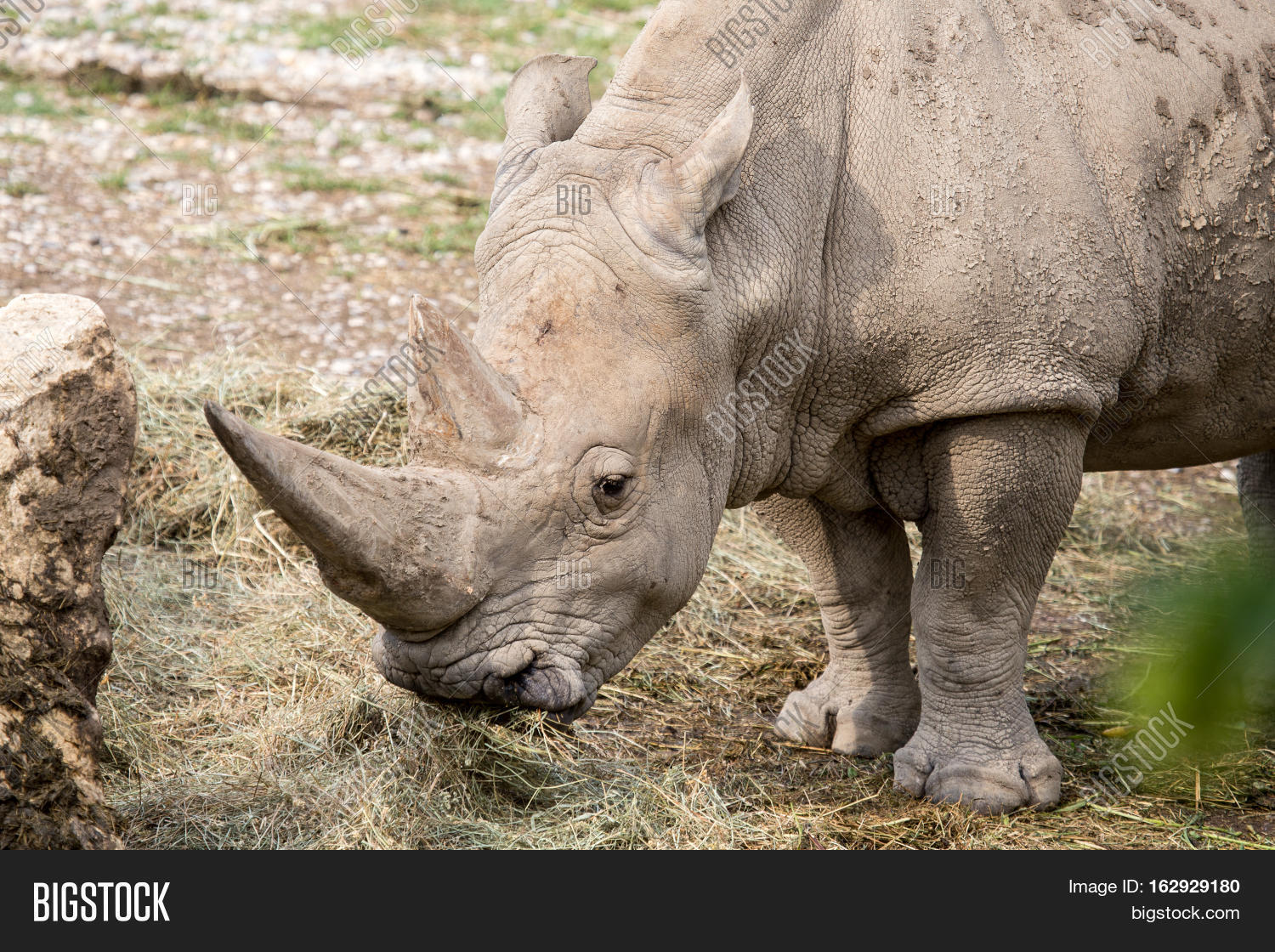 Portrait White Image & Photo (Free Trial) | Bigstock