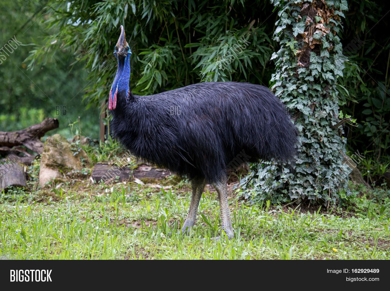 Huge Cassowary Bird Image & Photo (Free Trial) | Bigstock