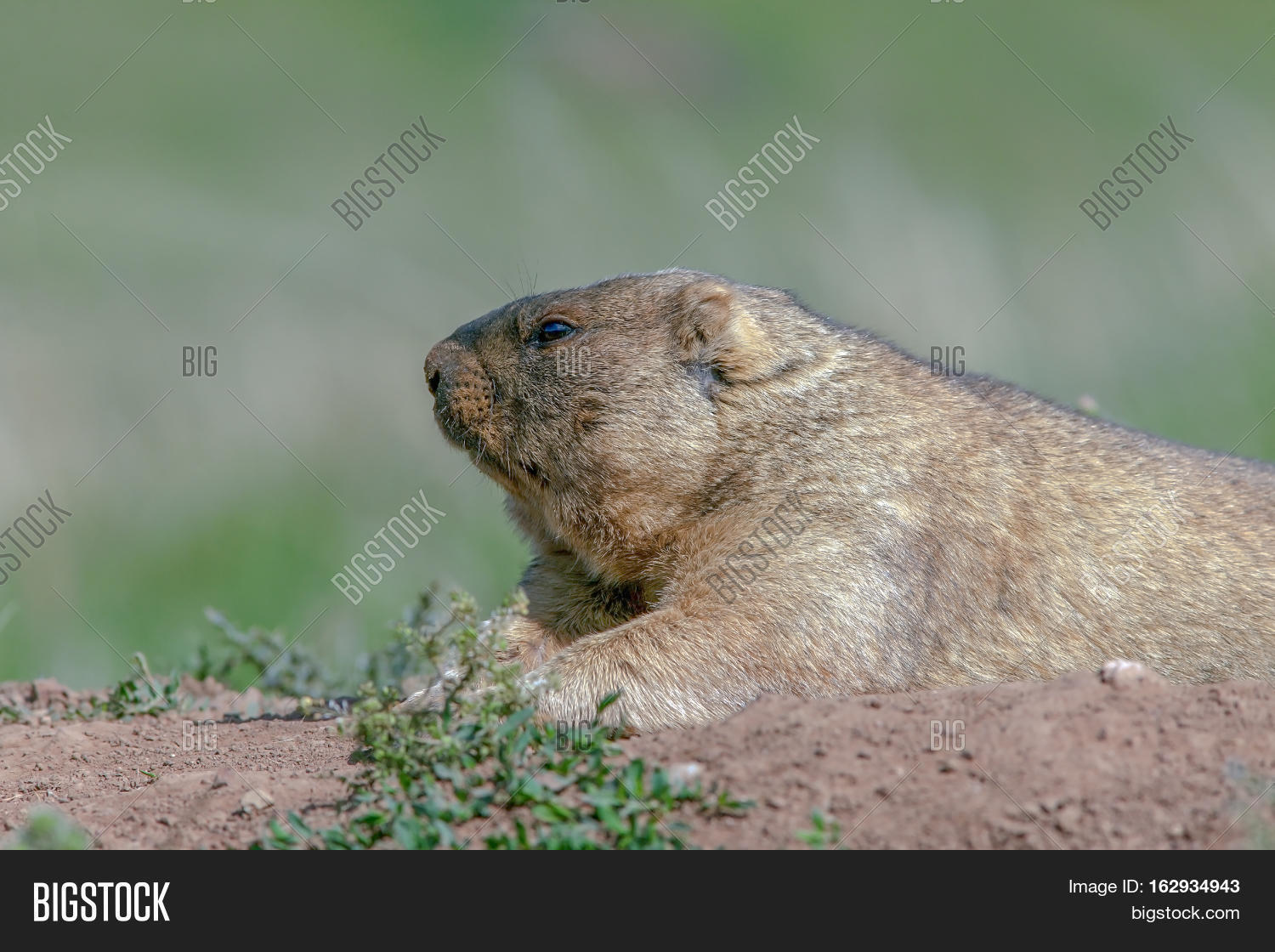 Cute Furry Marmots Image & Photo (Free Trial) | Bigstock