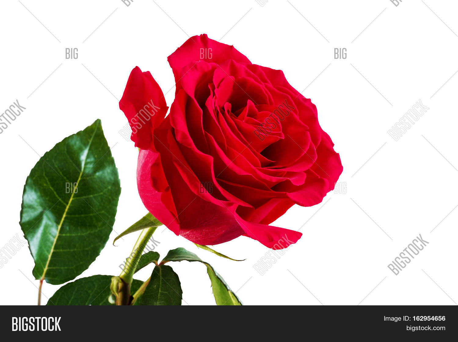 Red Roses.One Red Rose Image & Photo (Free Trial) | Bigstock