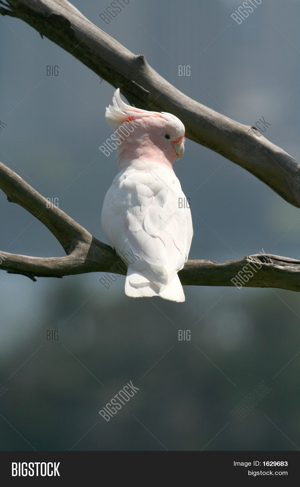 Pink White Parrot Image & Photo (Free Trial) | Bigstock