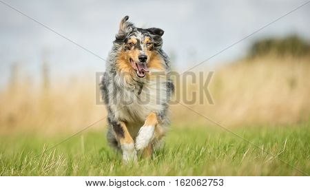 Multicolored Dog Image & Photo (Free Trial) | Bigstock
