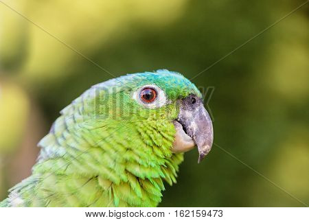 Blue-fronted Amazon, Image & Photo (Free Trial) | Bigstock