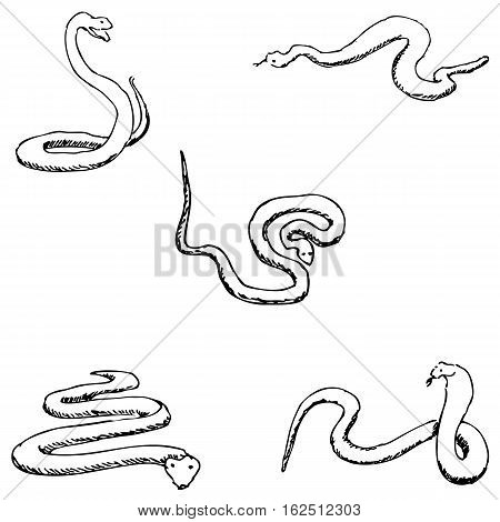 Snakes. Sketch By Vector & Photo (Free Trial) | Bigstock
