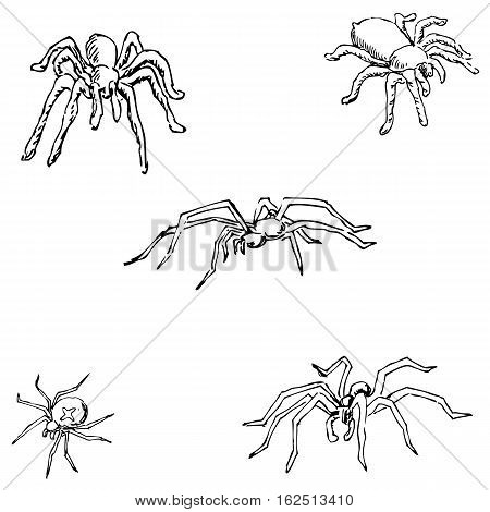 Spiders. Sketch By Vector & Photo (Free Trial) | Bigstock