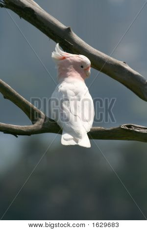 Pink White Parrot Image & Photo (Free Trial) | Bigstock