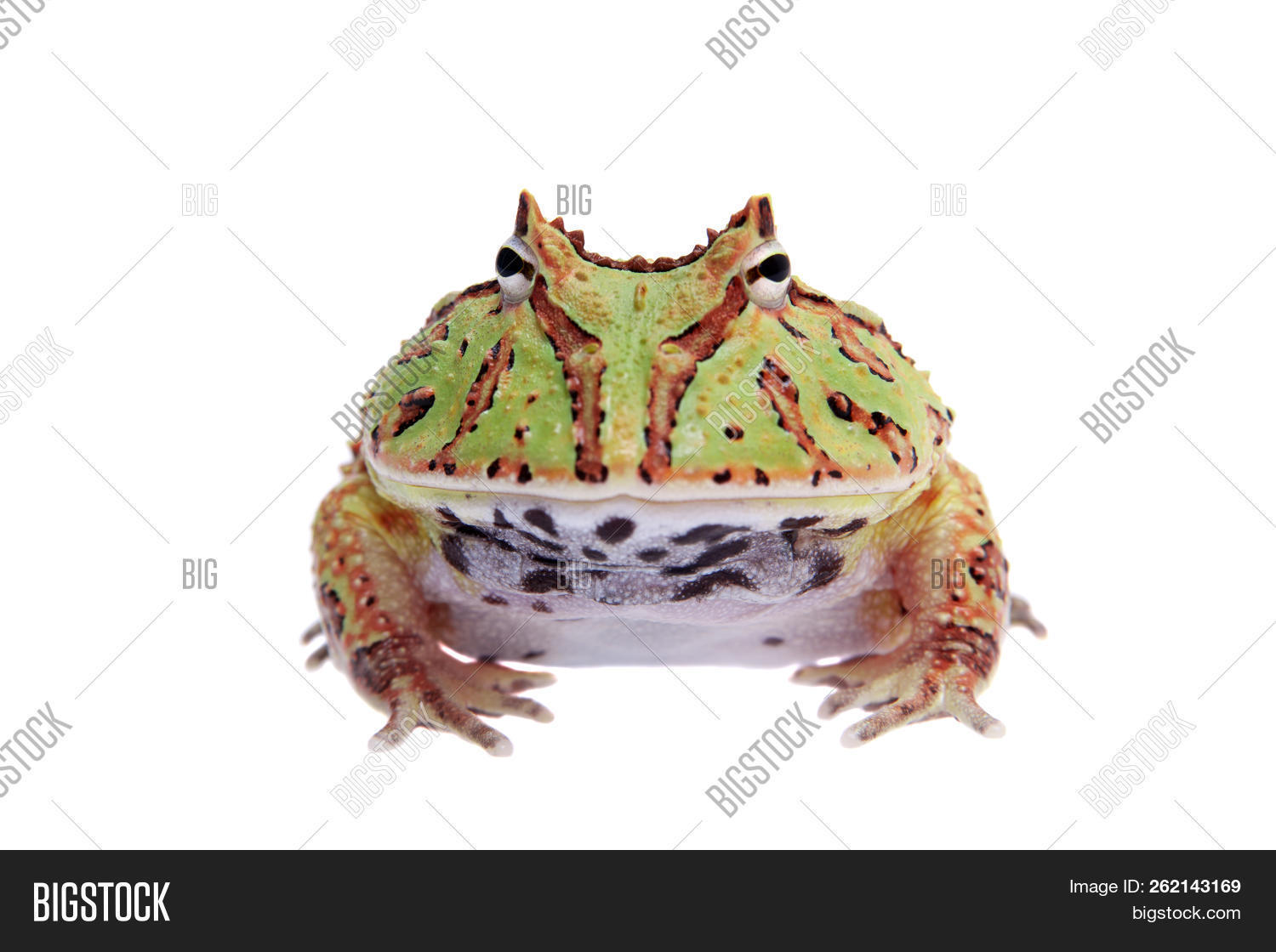 Fantasy Horned Frog Image & Photo (Free Trial) | Bigstock