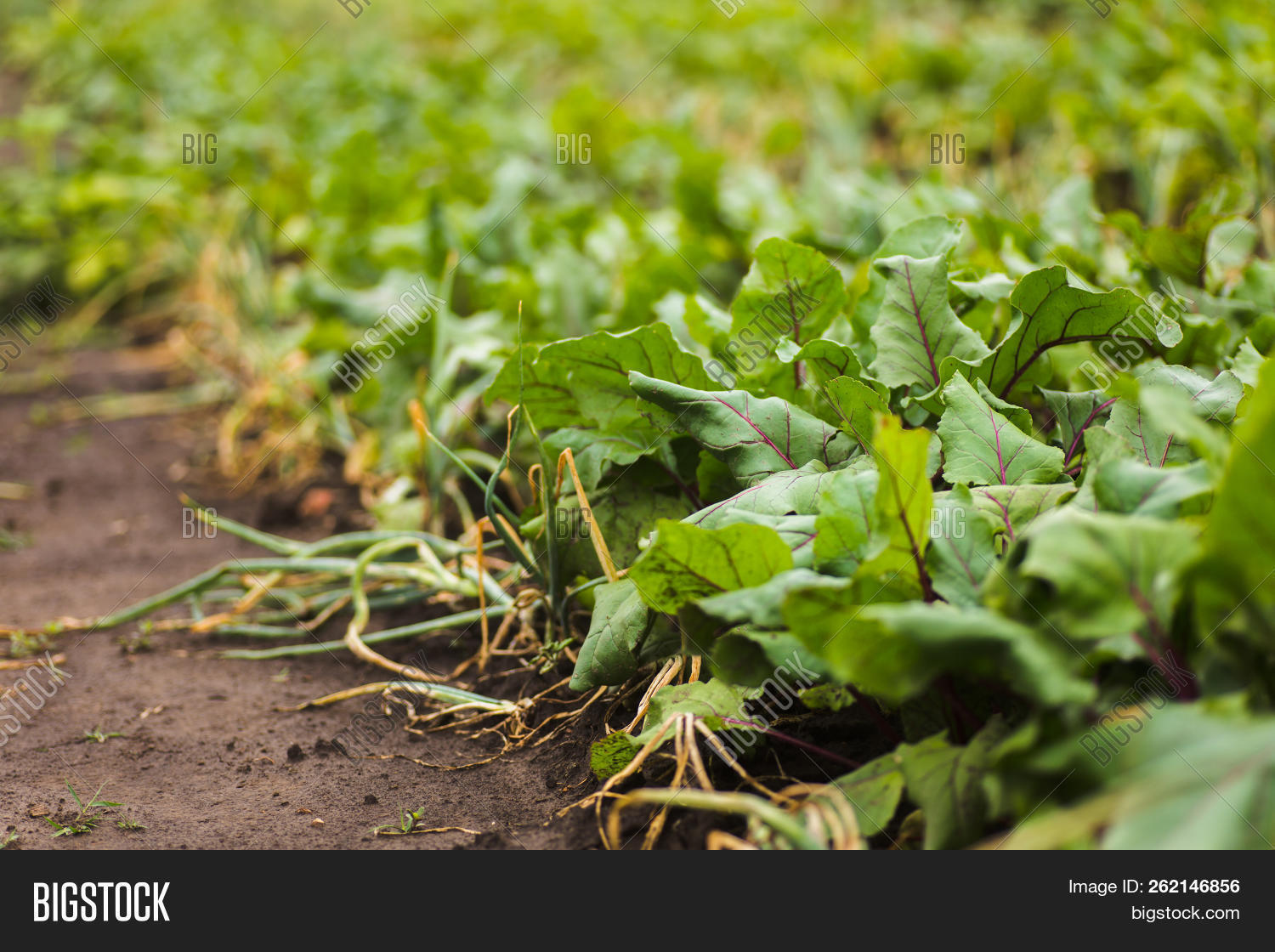 Sea Beet, Beta Image & Photo (Free Trial) | Bigstock