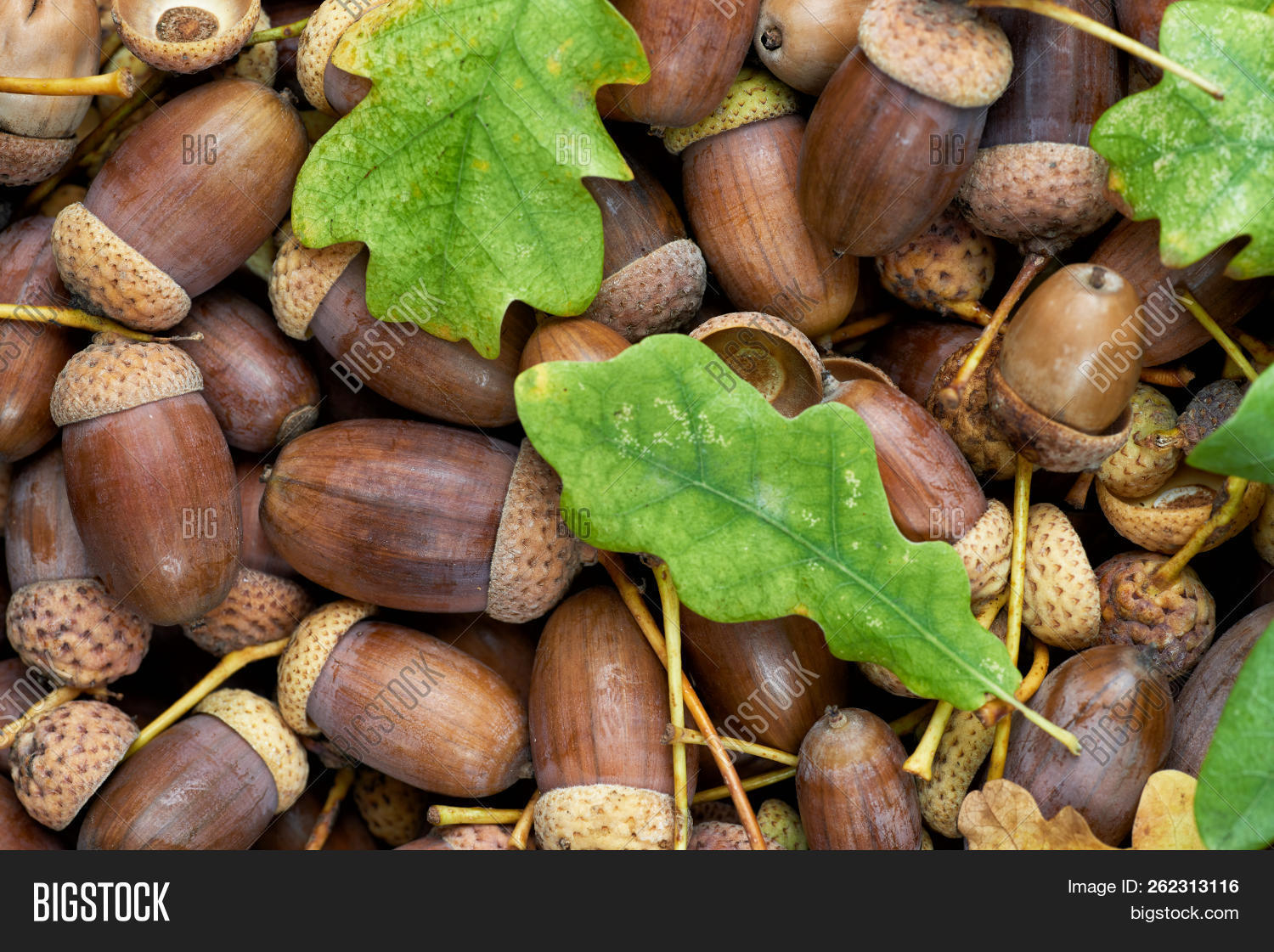 Leaves Oak Tree Acorns Image & Photo (Free Trial) | Bigstock