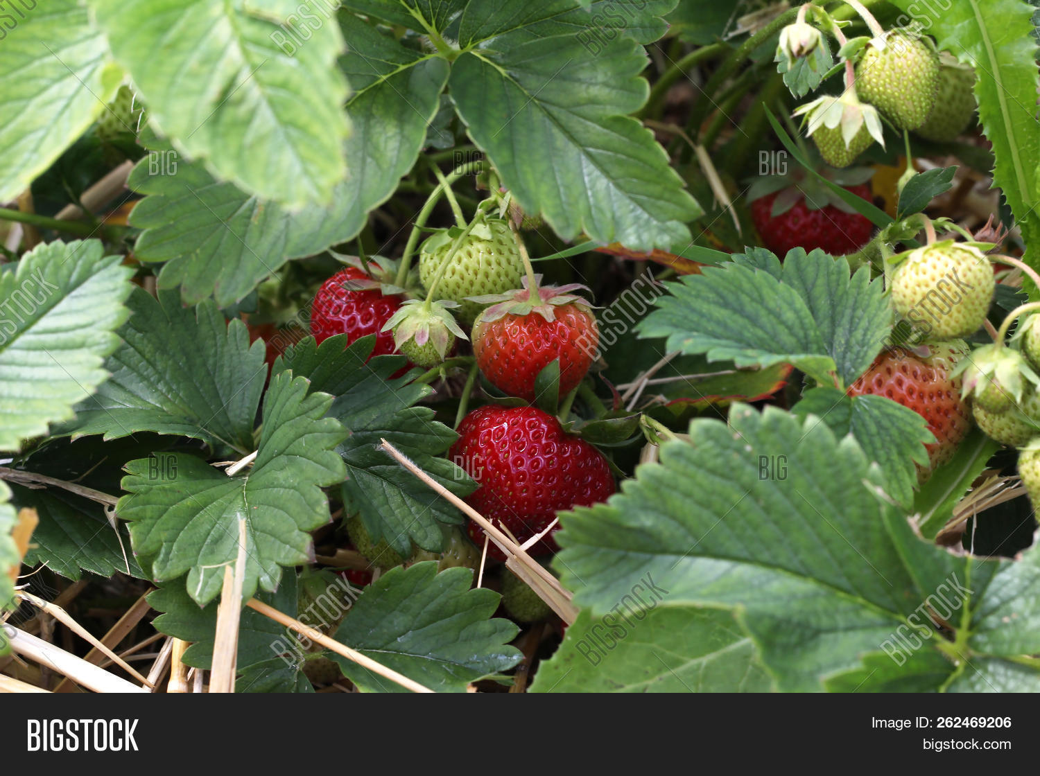 Strawberries / Harvest Image & Photo (Free Trial) | Bigstock