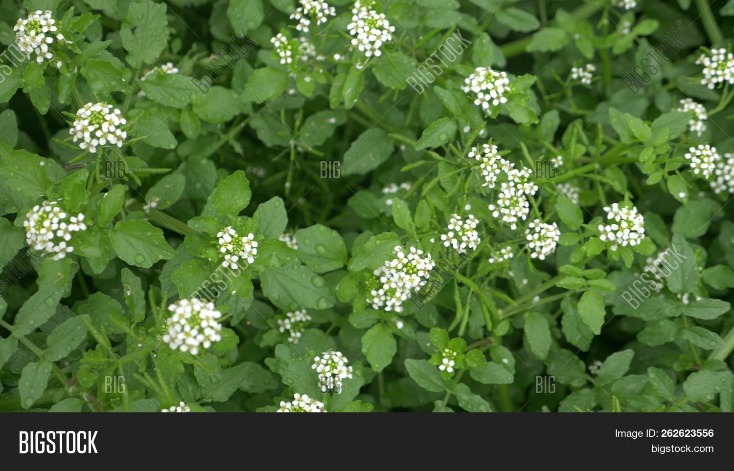 Watercress Herb Garden Image & Photo (Free Trial) | Bigstock