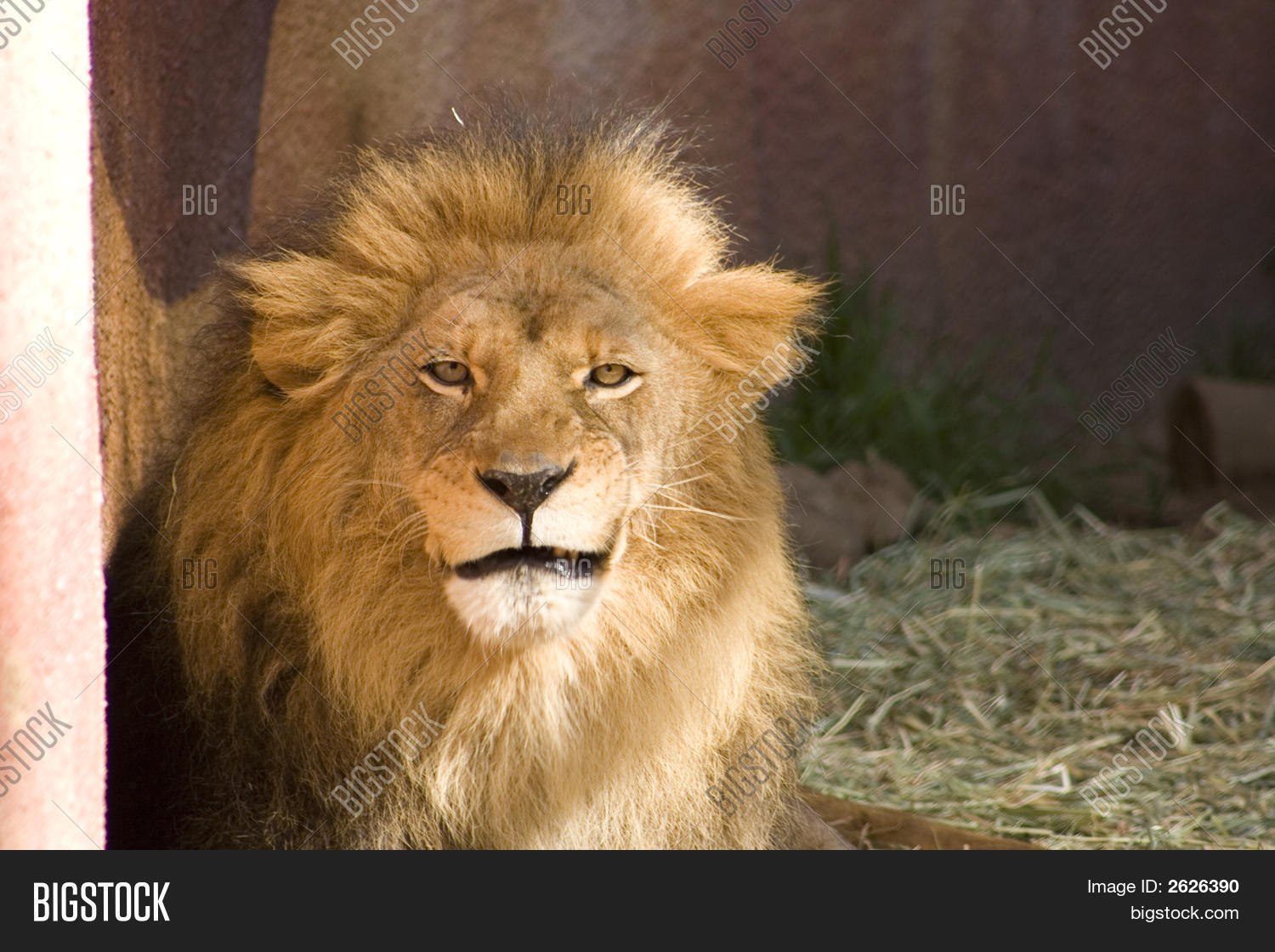 Lion Smirking