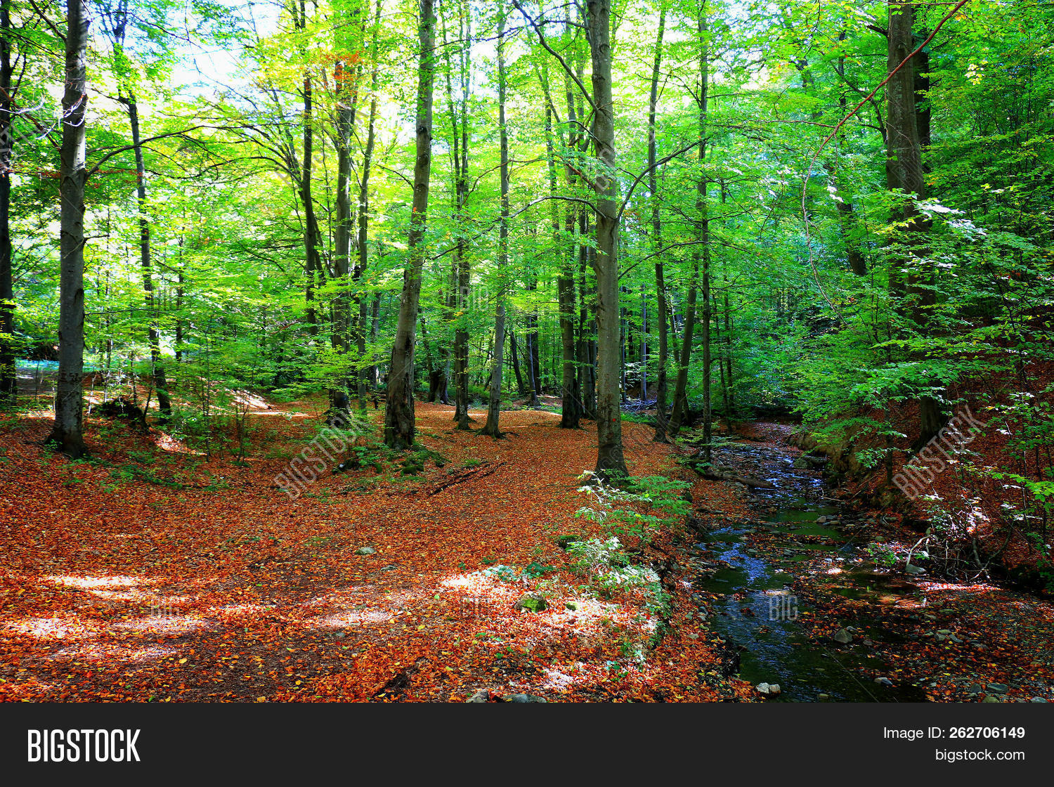 Green Woods Background Image & Photo (Free Trial) | Bigstock