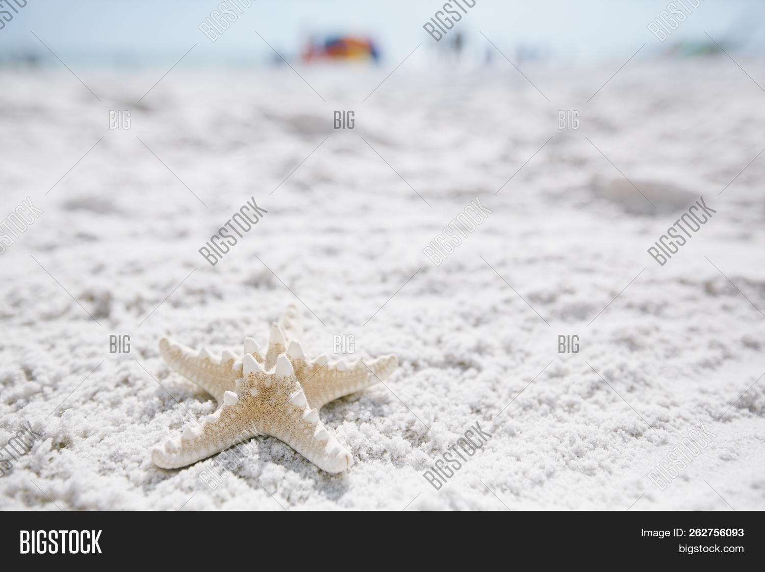 White Starfish On Image & Photo (Free Trial) | Bigstock