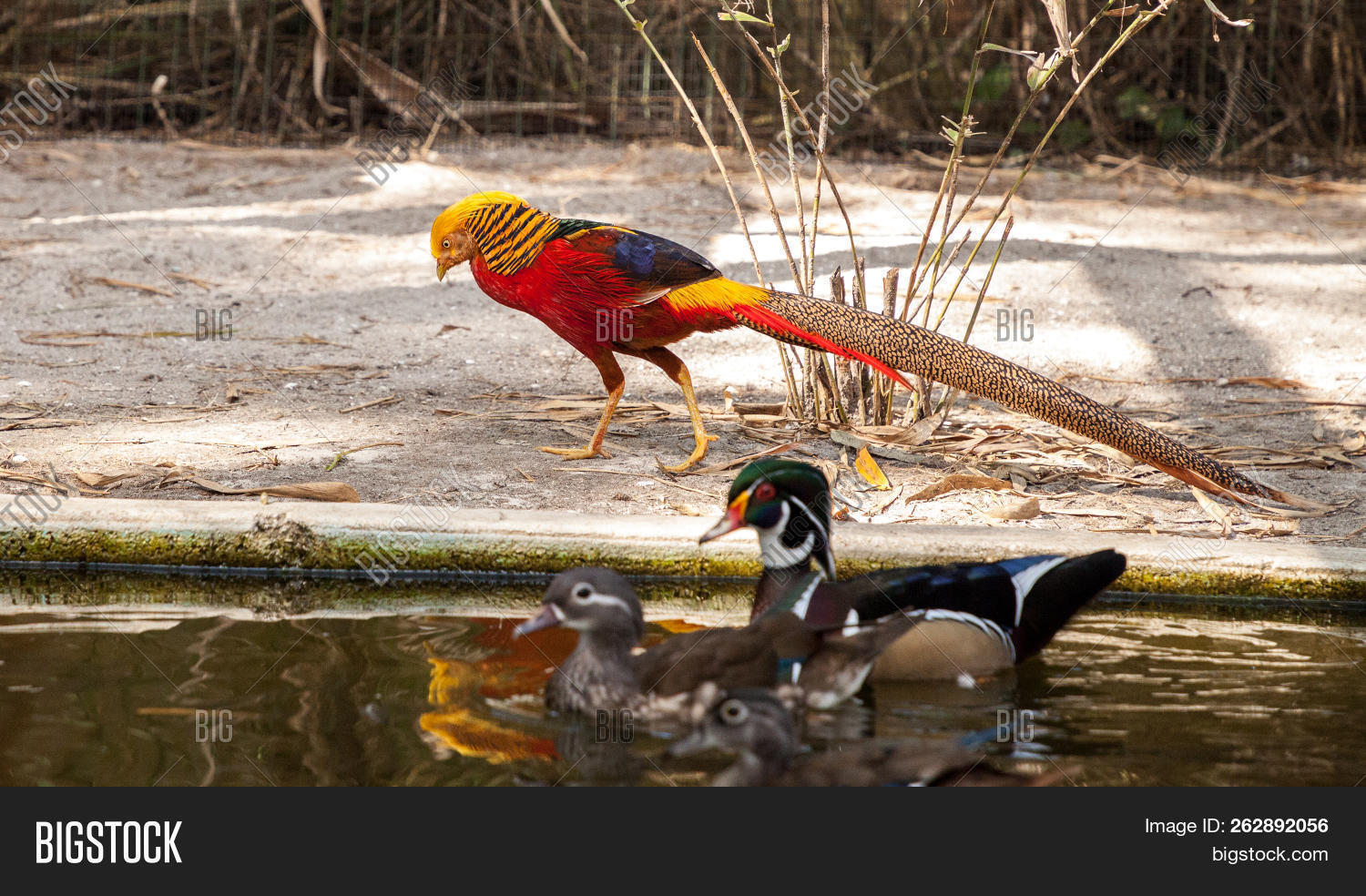 Male Golden Pheasant Image & Photo (Free Trial) | Bigstock