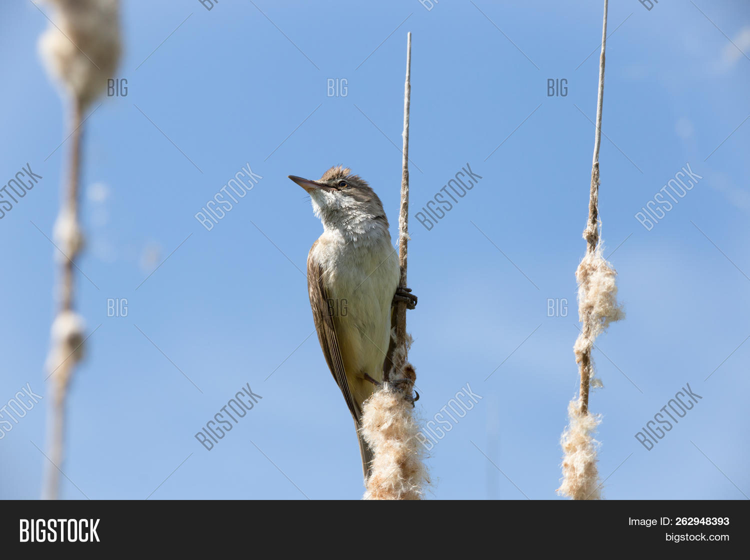 Bird Great Reed Image & Photo (Free Trial) | Bigstock