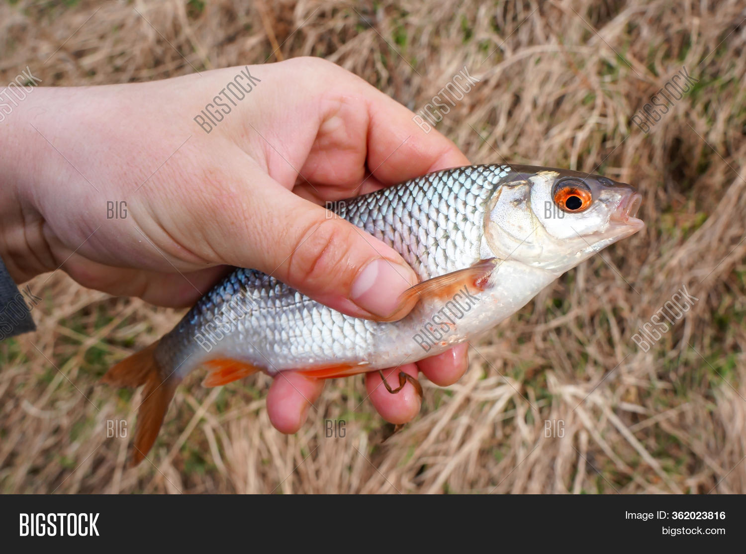 River Fish Roach Hands Image & Photo (Free Trial) | Bigstock