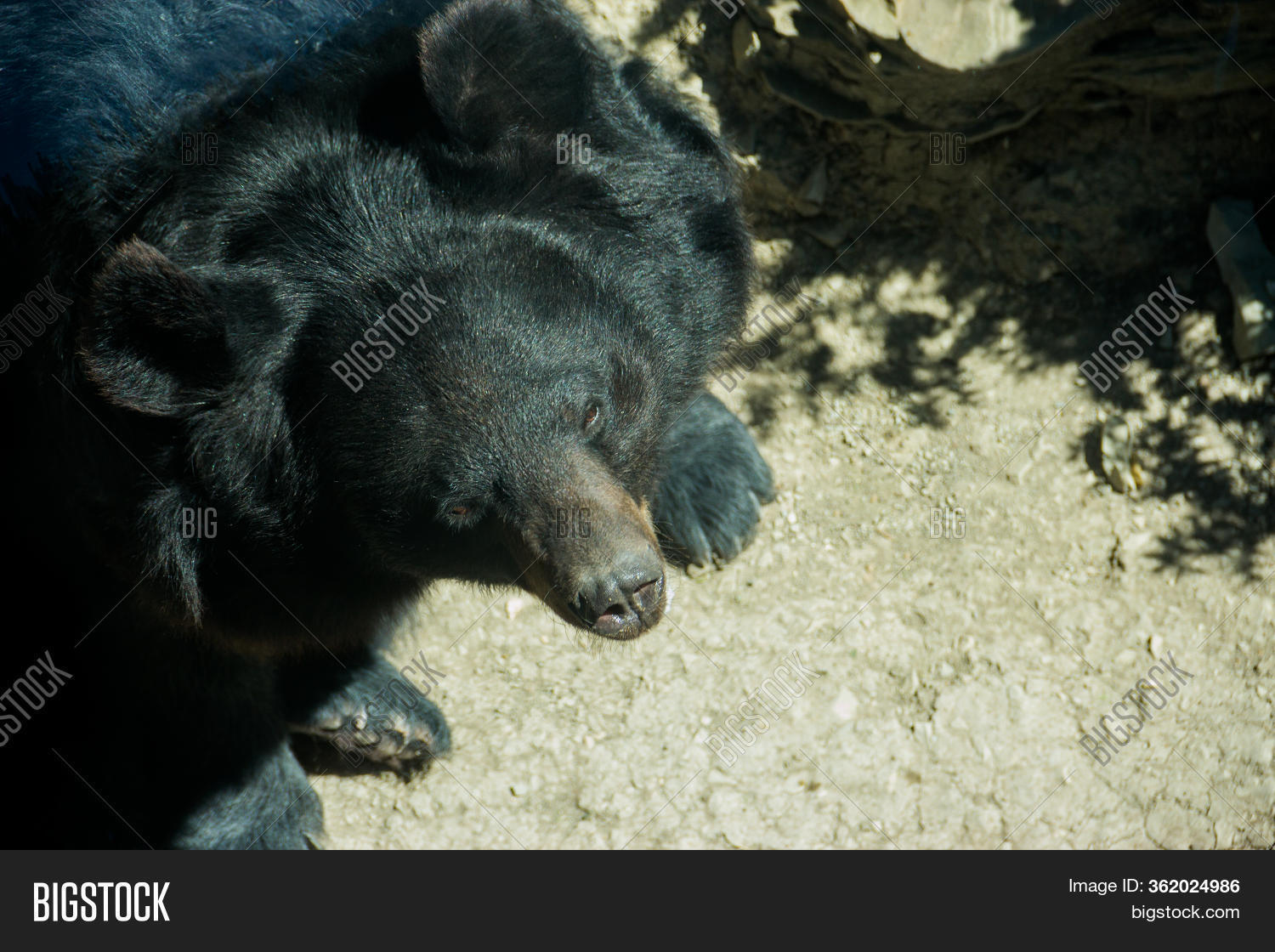 Bear Zoo. Wild Animal Image & Photo (Free Trial) | Bigstock