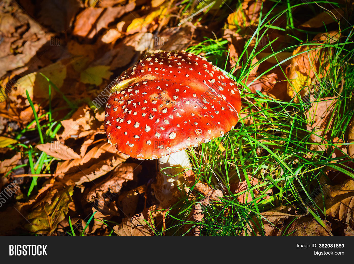 Red Fungi White Spots Image & Photo (Free Trial) | Bigstock
