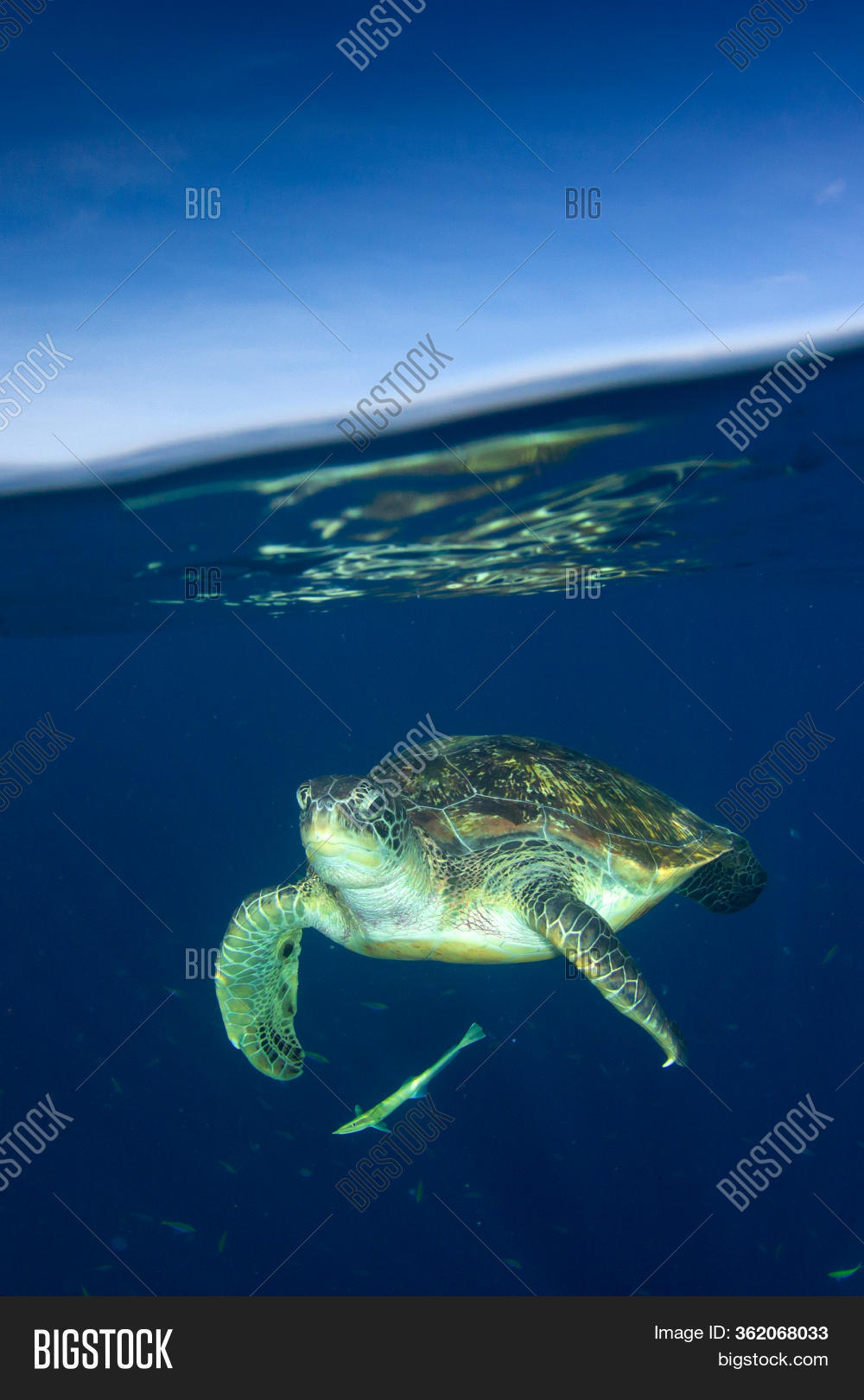 Green Sea Turtle Half Image & Photo (Free Trial) | Bigstock