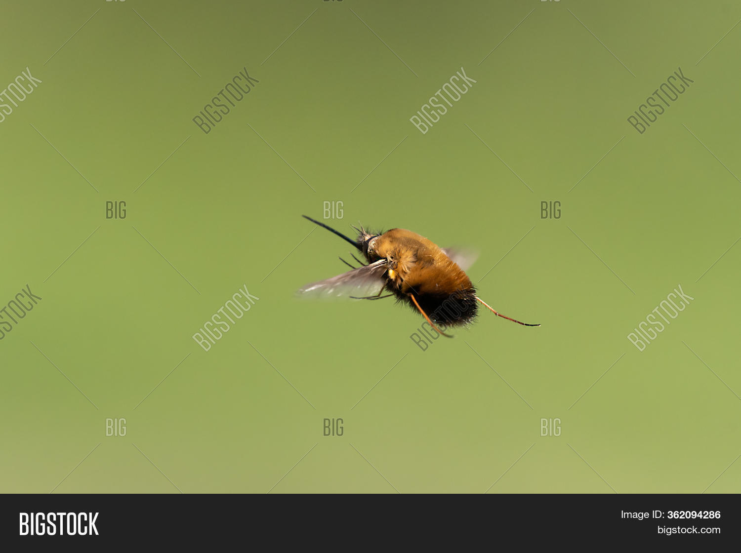 Bee Fly (bombylius Image & Photo (Free Trial) | Bigstock