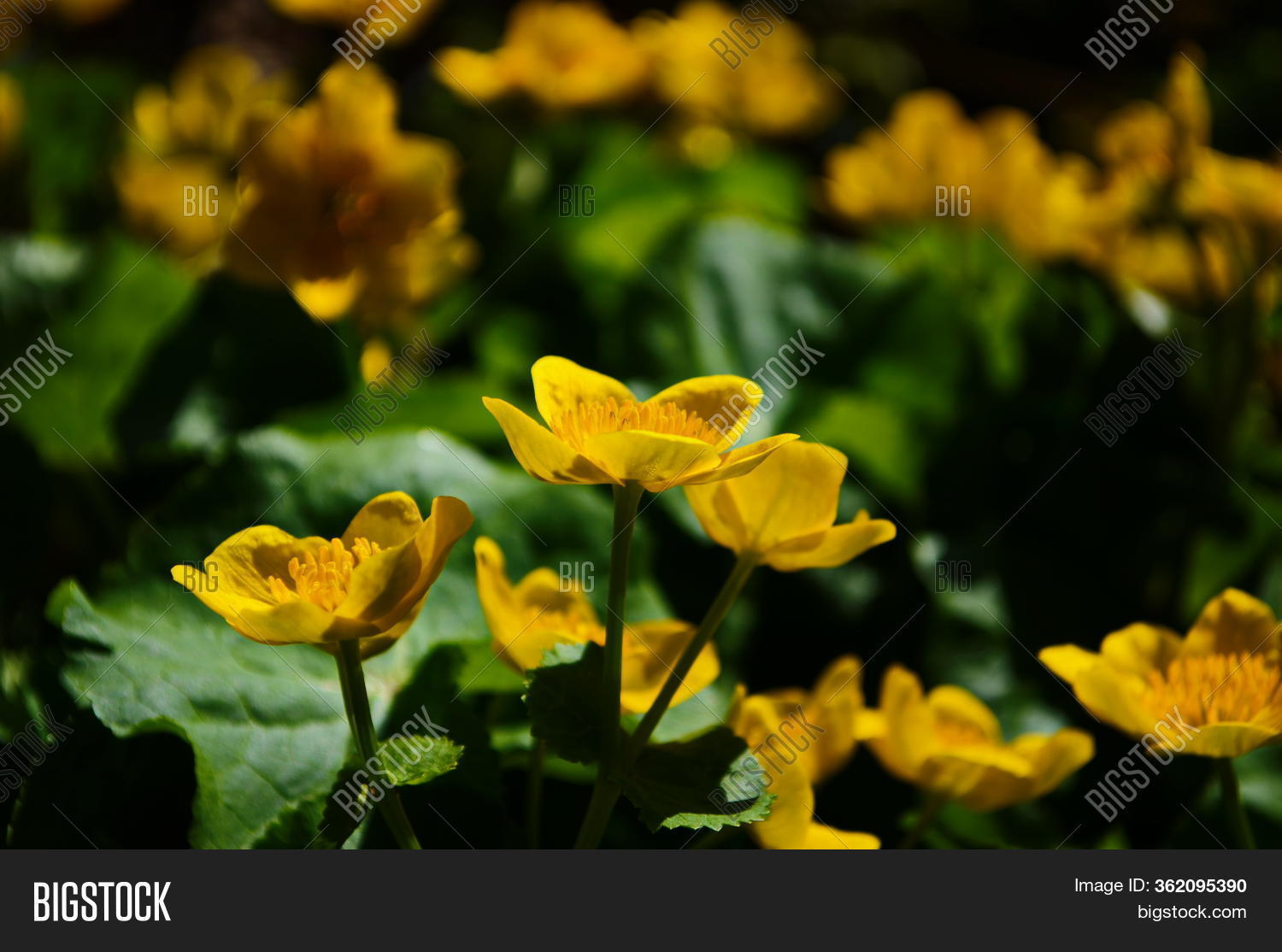 Caltha Palustris Image & Photo (Free Trial) | Bigstock