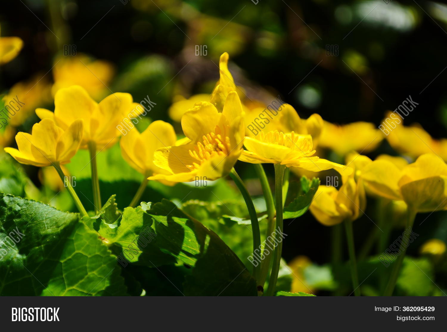 Caltha Palustris Image & Photo (Free Trial) | Bigstock