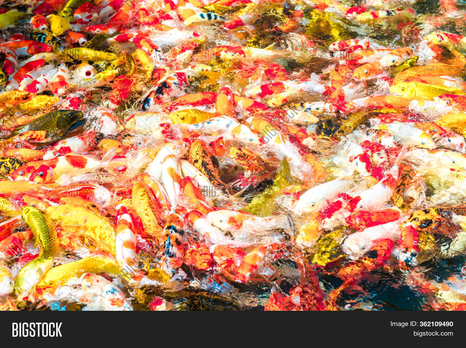 Multi-colored Koi Fish Image & Photo (Free Trial) | Bigstock
