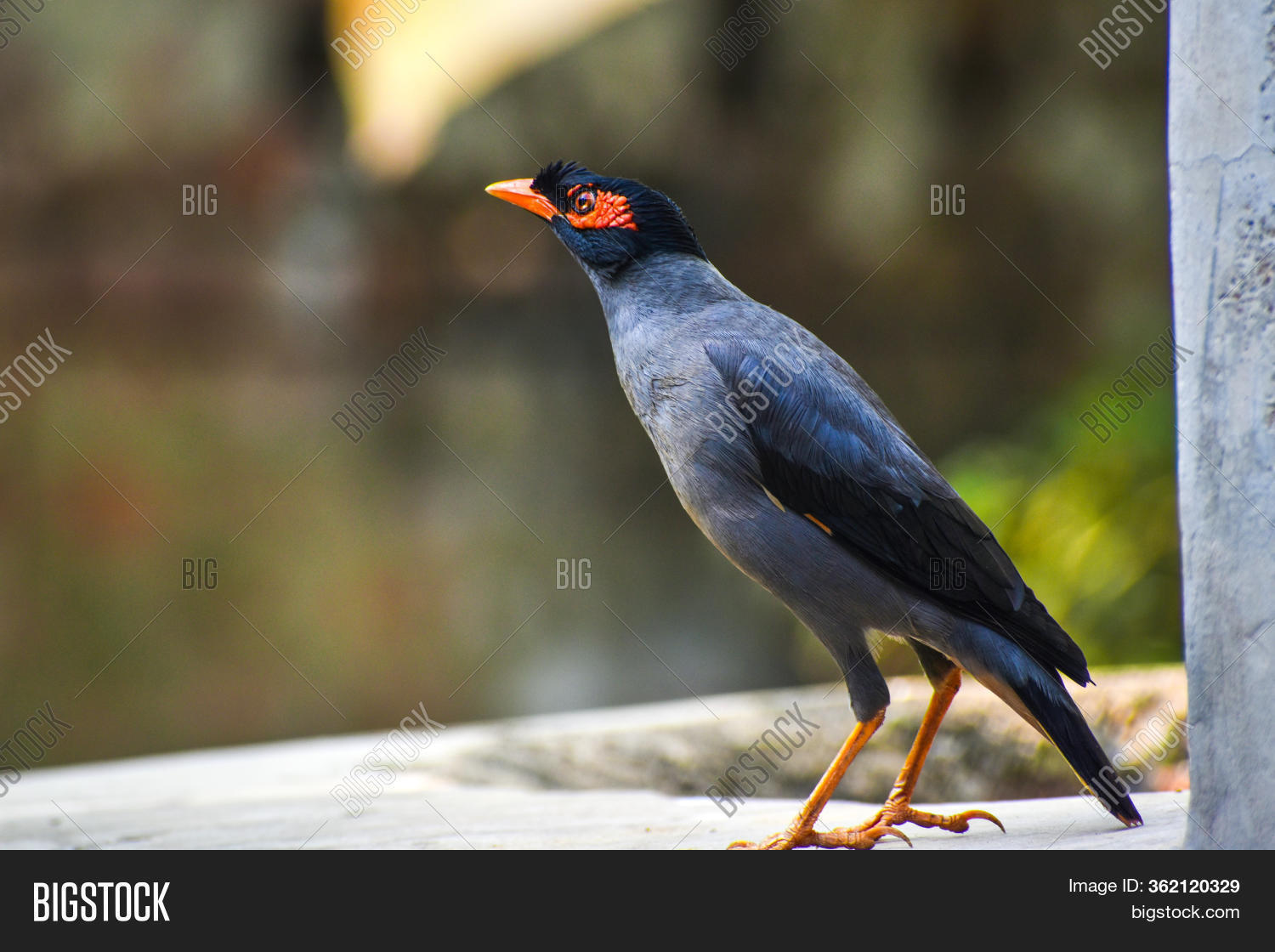 Common Myna Indian Image & Photo (Free Trial) | Bigstock
