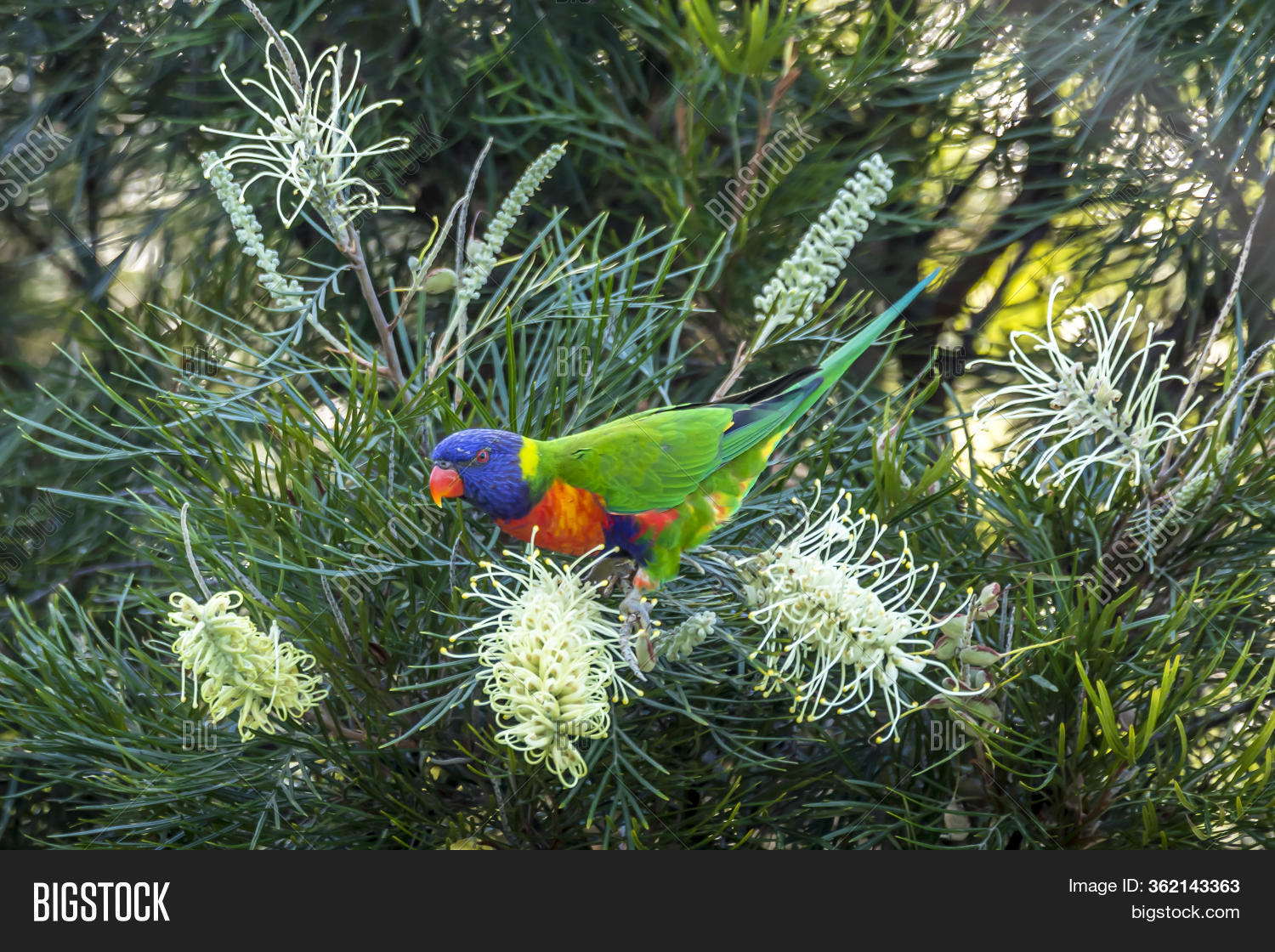 Colorful Parrot - One Image & Photo (Free Trial) | Bigstock