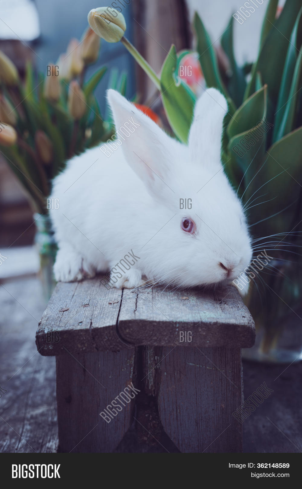 Little White Rabbit Image & Photo (Free Trial) | Bigstock