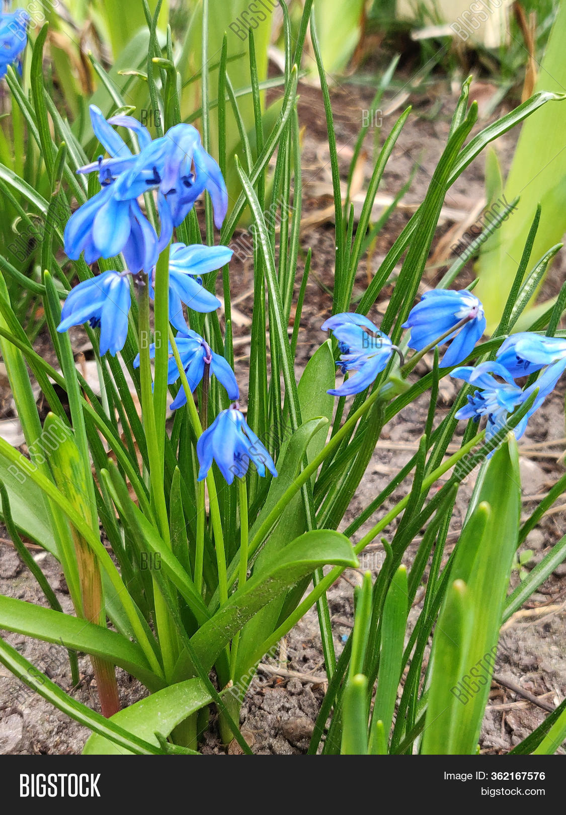 Blue Spring Snowdrop Image & Photo (Free Trial) | Bigstock