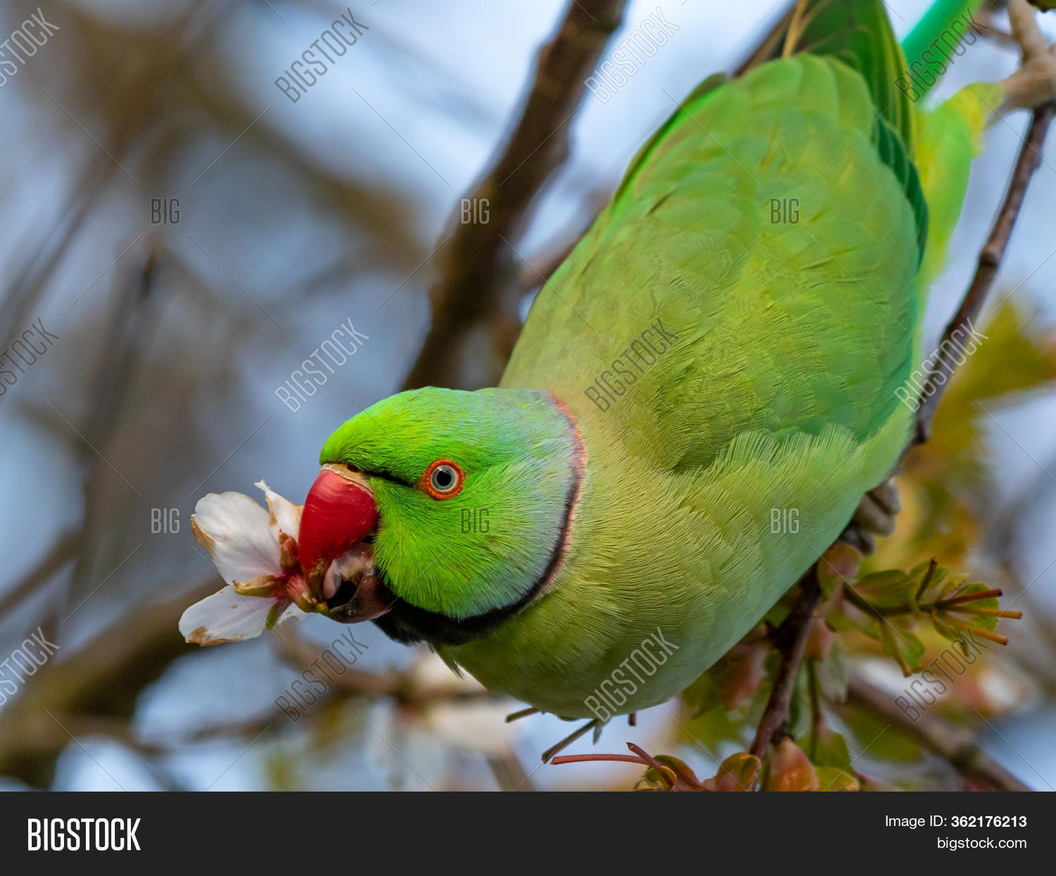 Portrait Beautiful Image & Photo (Free Trial) | Bigstock