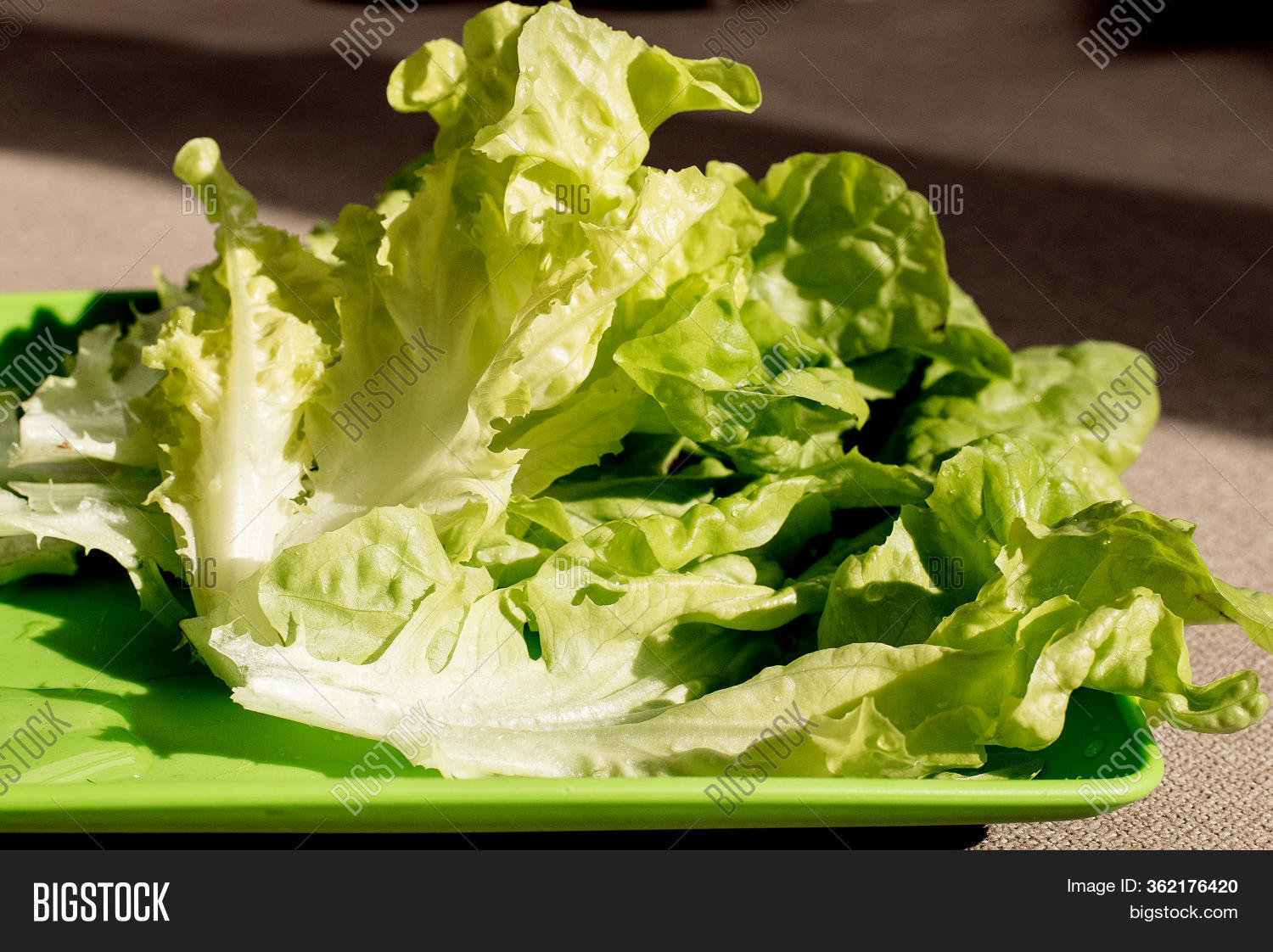 Crisp Fresh Lettuce On Image & Photo (Free Trial) | Bigstock
