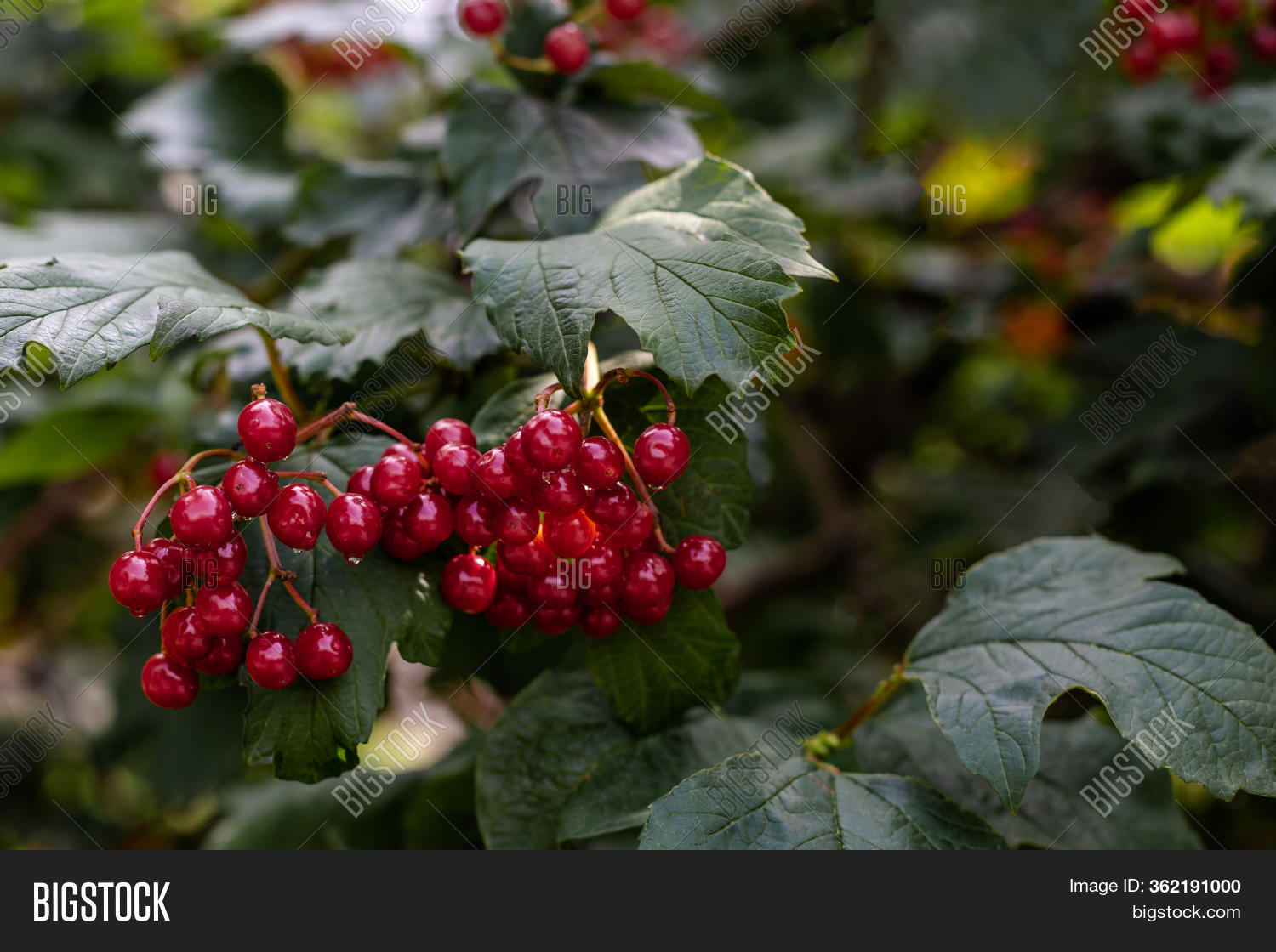 Bunch Red Viburnum Image & Photo (Free Trial) | Bigstock