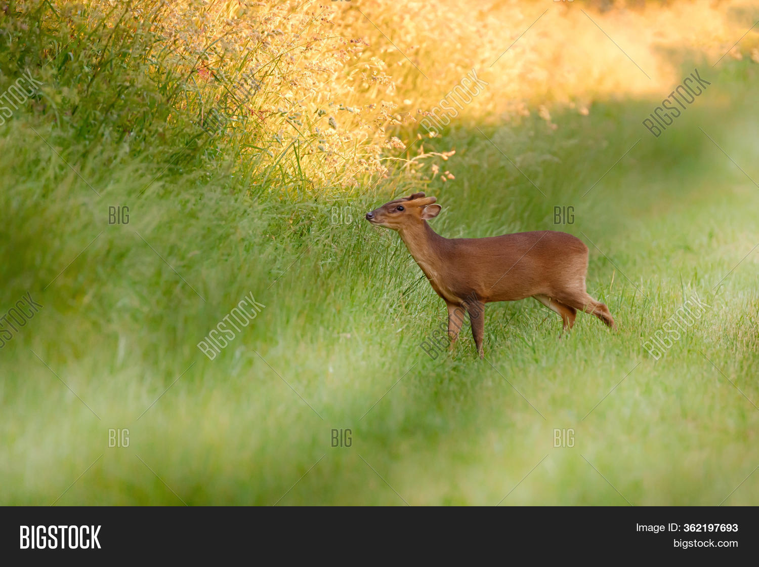 Wild Muntjac Deer Image & Photo (Free Trial) | Bigstock