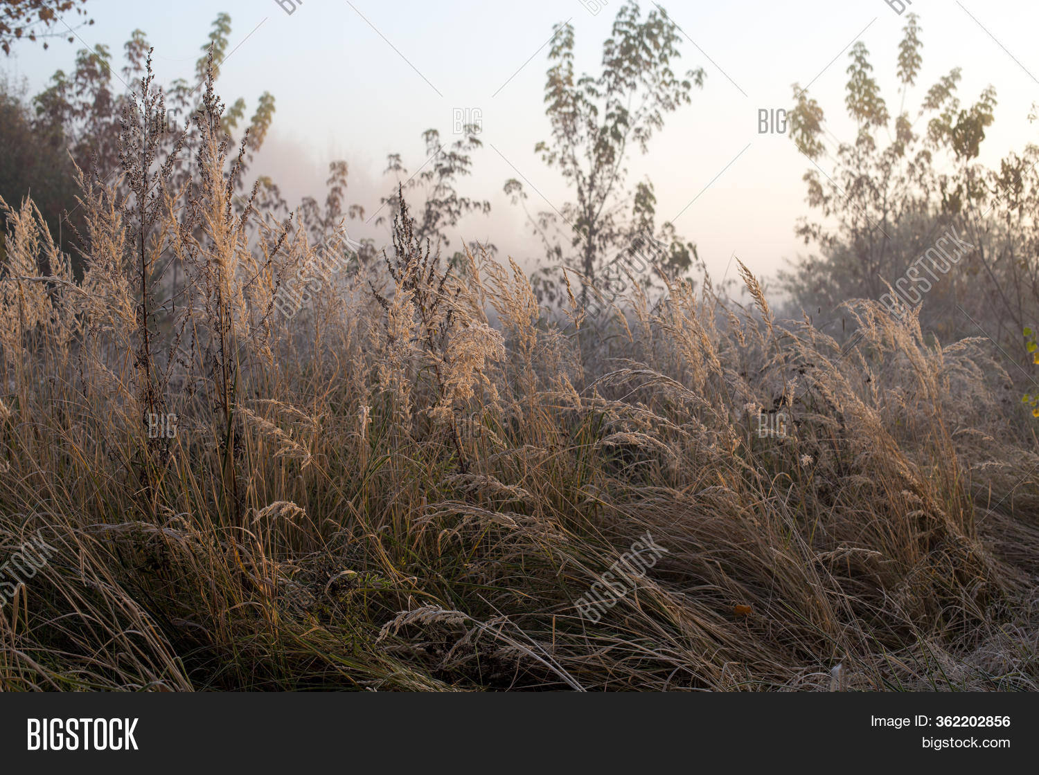 Bright Frosty Morning Image & Photo (Free Trial) | Bigstock