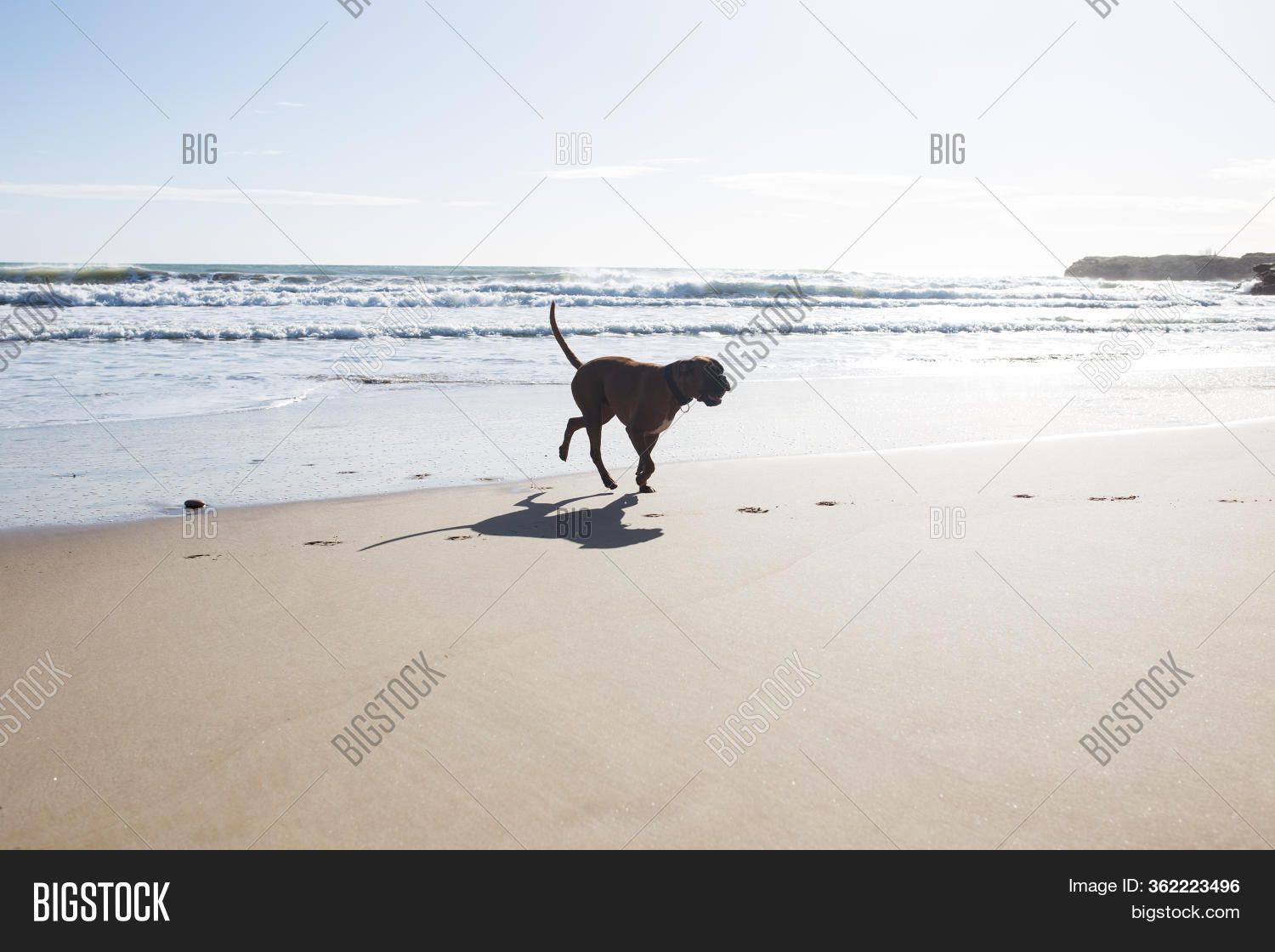 Dog Running On Sand Image & Photo (Free Trial) | Bigstock