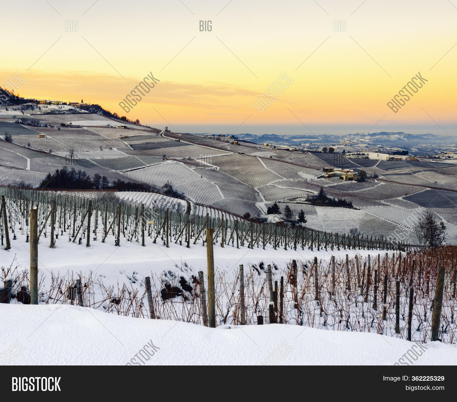 Vineyards Barolo Hills Image & Photo (Free Trial) | Bigstock