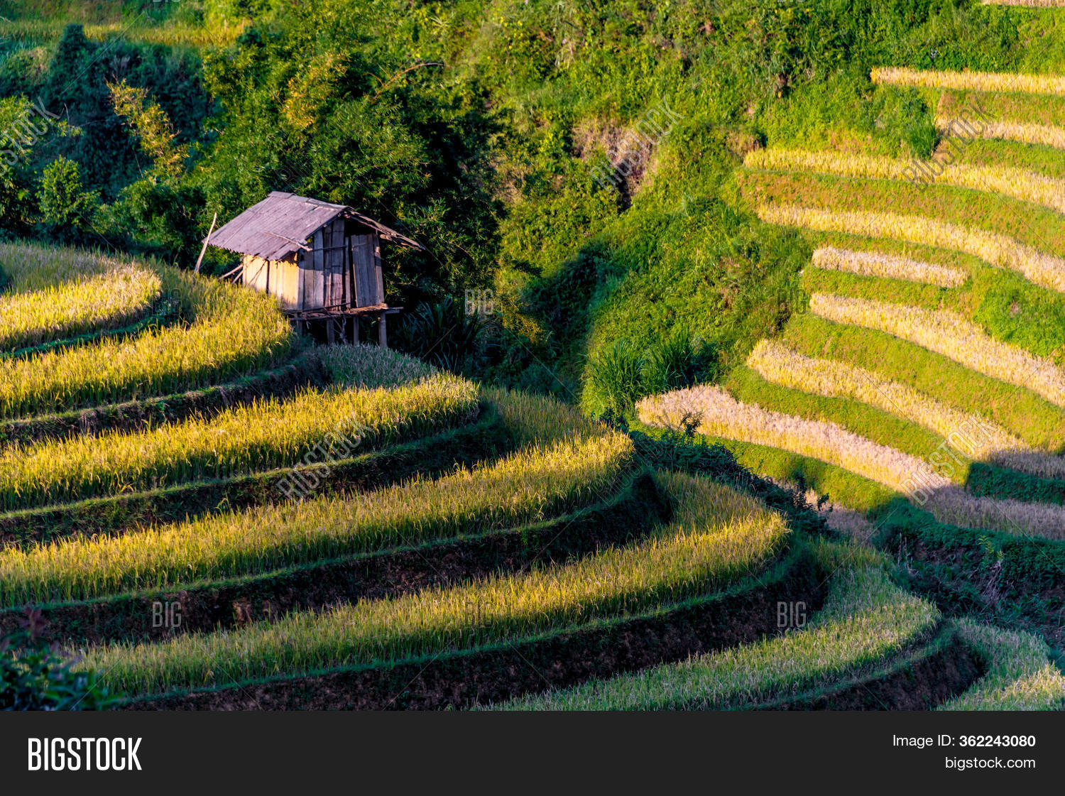 Landscape View Rice Image & Photo (Free Trial) | Bigstock