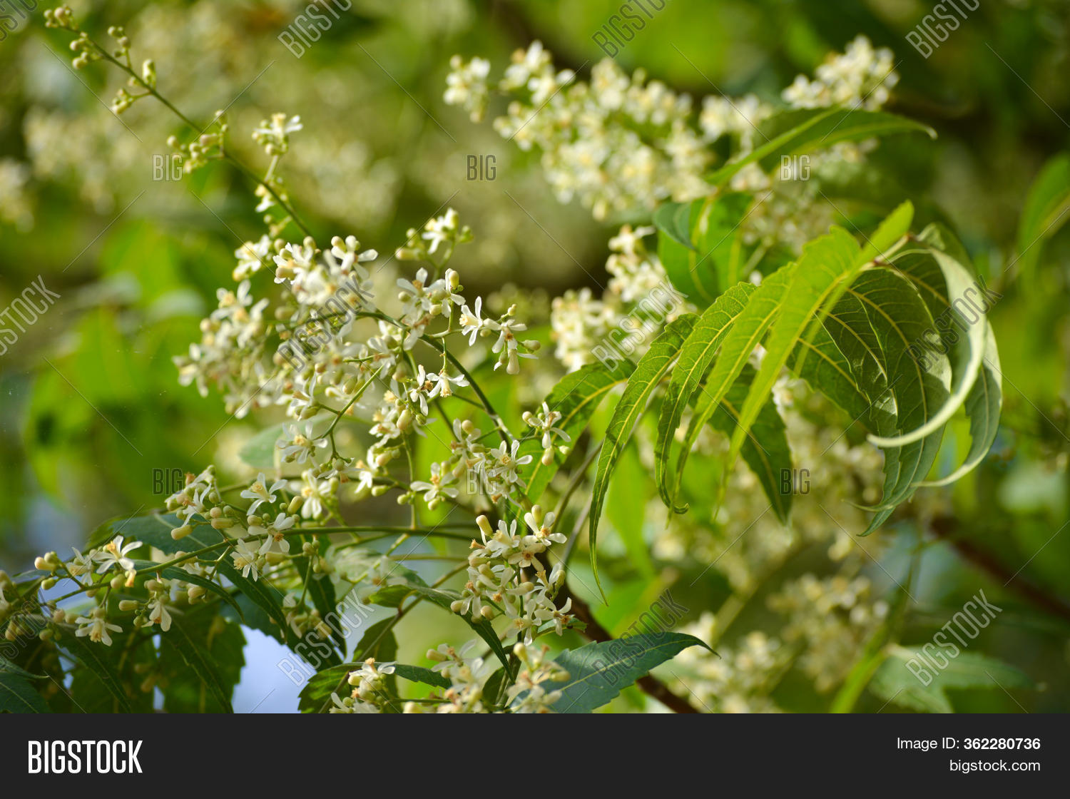 Medicinal Ayurvedic Image & Photo (Free Trial) | Bigstock